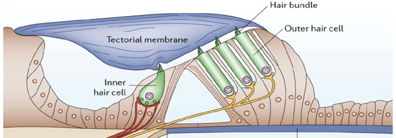 Our programs and science | Otologic Pharmaceutics