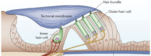 The Science | Otologic Pharmaceutics